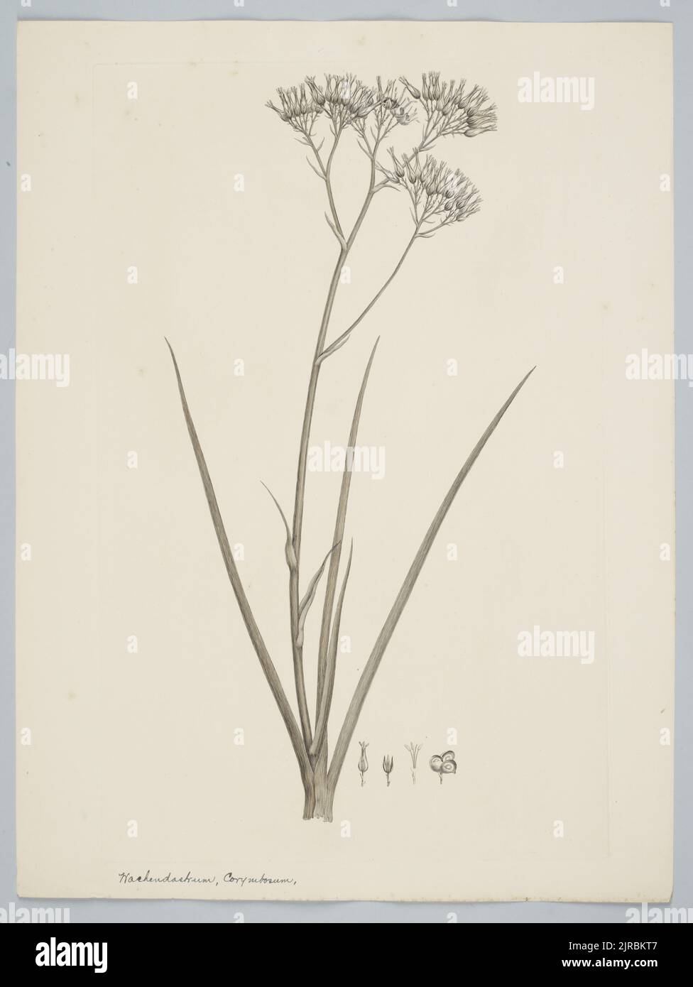 Haemodorum hi-res stock photography and images - Alamy