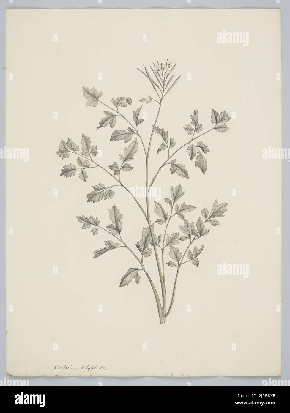 Cardamine geraniifolia (Poiret) de Candolle, by Sydney Parkinson. Gift ...