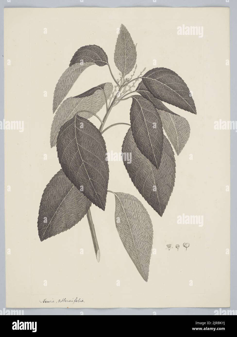 Claoxylon tenerifolium (Baillon) F. Mueller, by Sydney Parkinson. Gift ...
