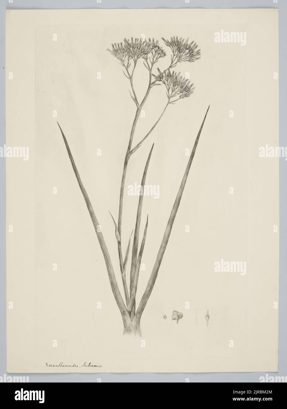 Haemodorum coccineum R. Brown, by Sydney Parkinson. Gift of the British ...