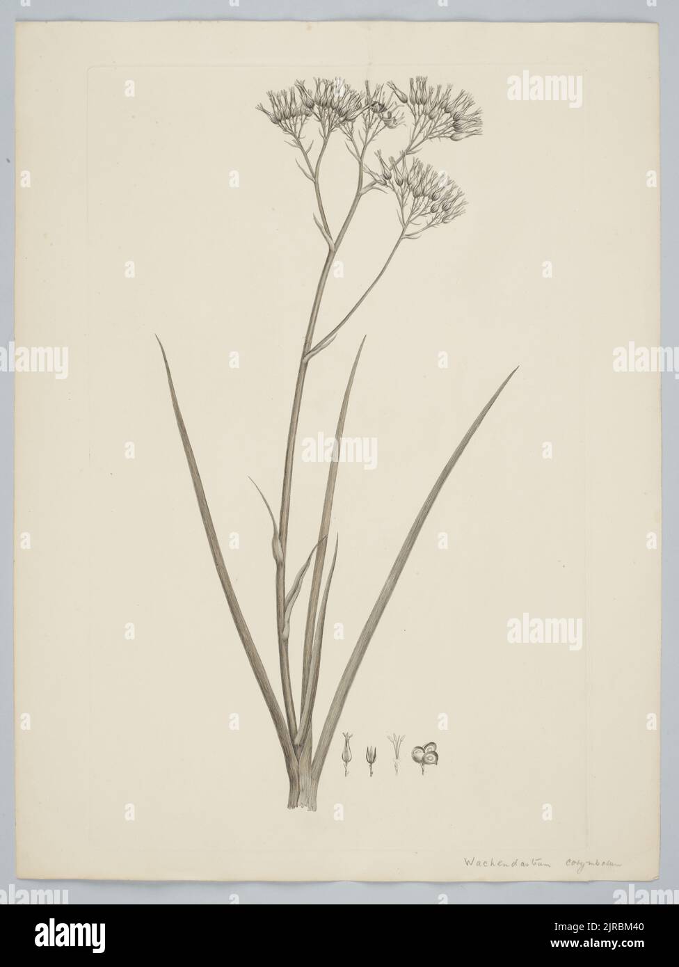 Haemodorum hi-res stock photography and images - Alamy