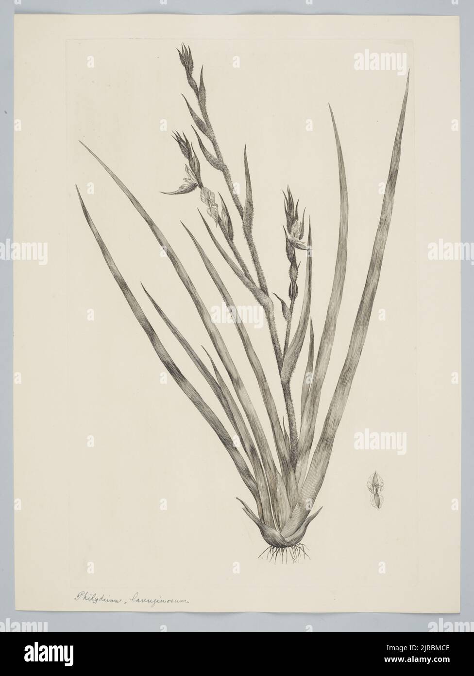 Philydrum lanuginosum Gaertner, by Sydney Parkinson. Gift of the ...