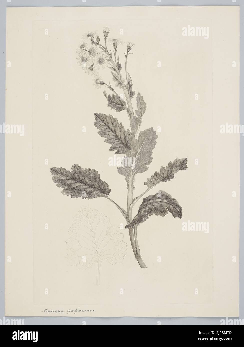 Senecio acanthifolius Hombron & Jaquinot, by Sydney Parkinson. Gift of ...