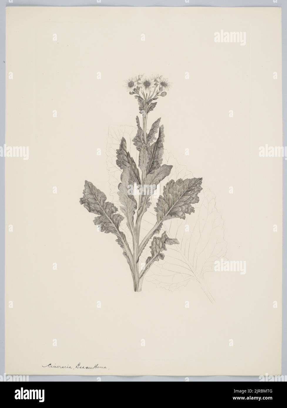 Senecio acanthifolius hi-res stock photography and images - Alamy
