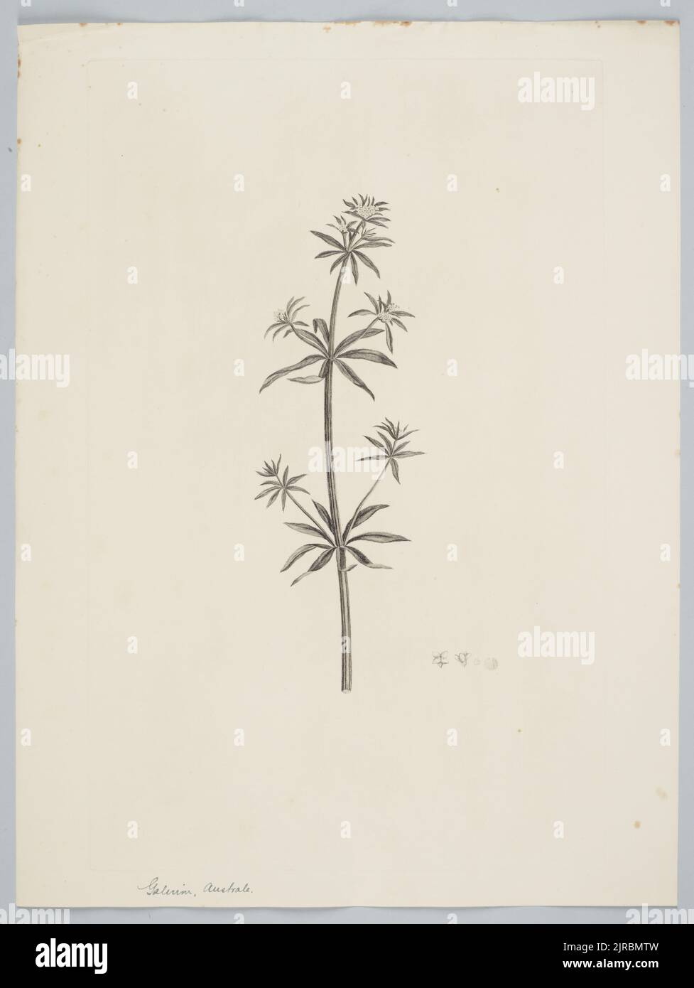 Anagallis alternifolia Linnaeus, by Sydney Parkinson. Gift of the ...