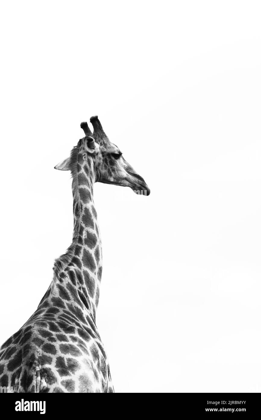 A grayscale shot of a giraffe isolated on white background Stock Photo ...