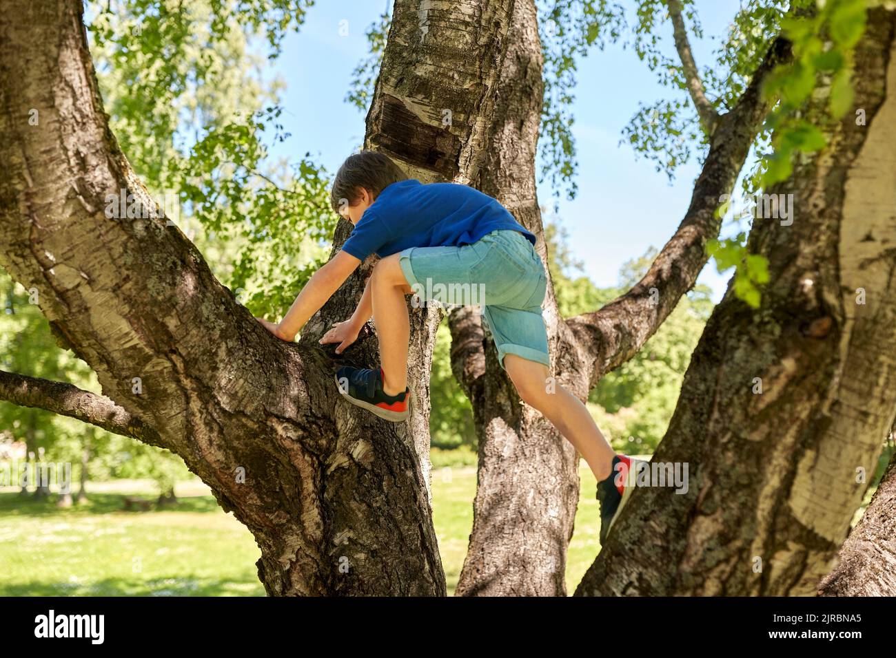 happy little boy climbing tree at park Stock Photo - Alamy