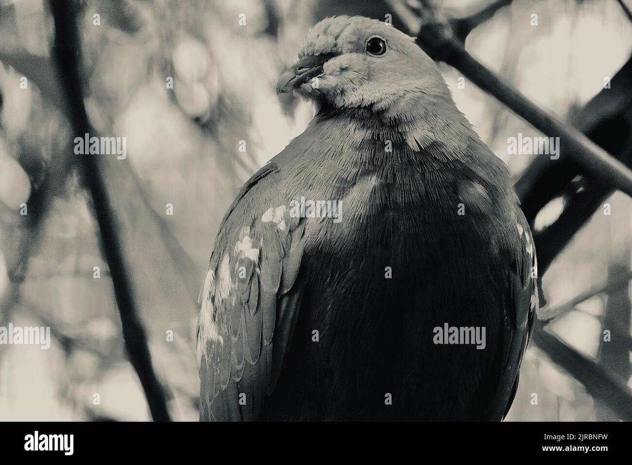 Kereru bird hi-res stock photography and images - Alamy