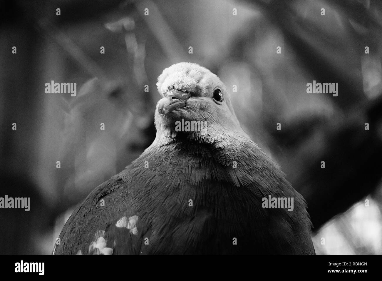 Kereru bird hi-res stock photography and images - Alamy