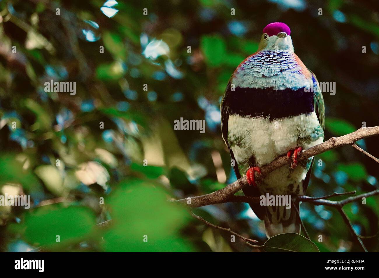 Kereru hi-res stock photography and images - Alamy