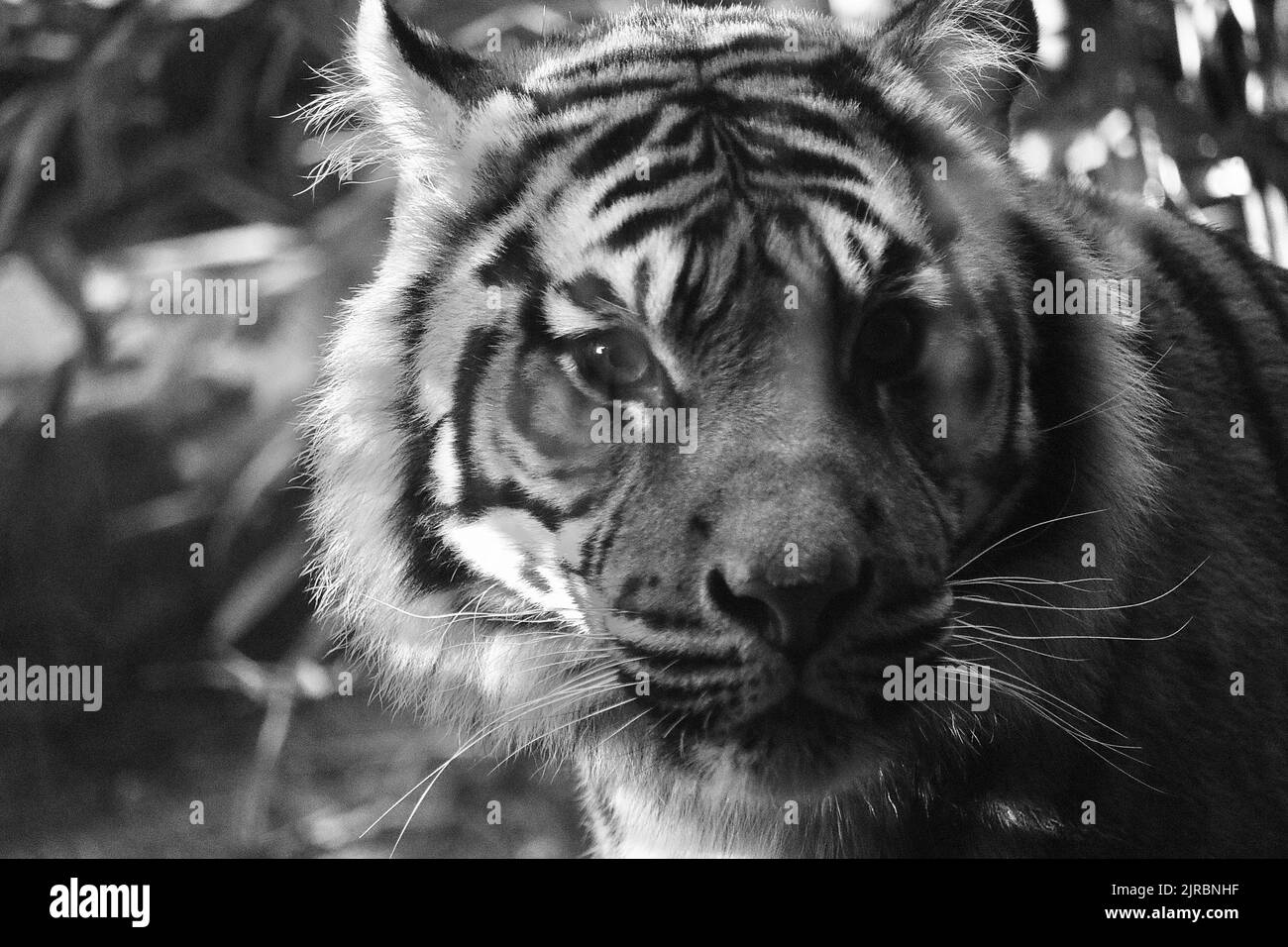 A greyscale portrait of a tiger Stock Photo - Alamy