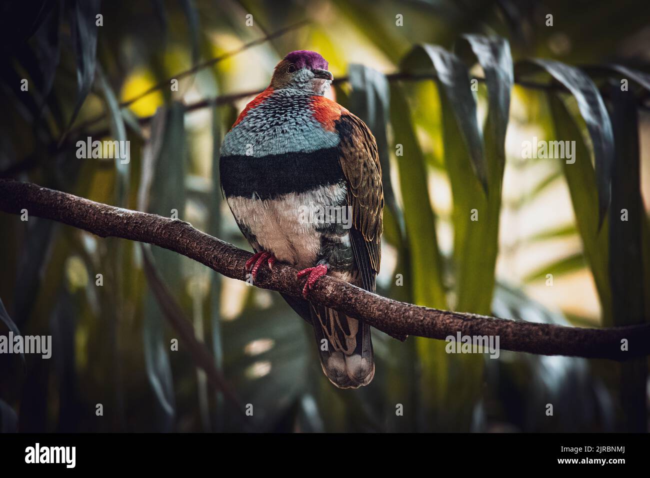Kereru hi-res stock photography and images - Alamy