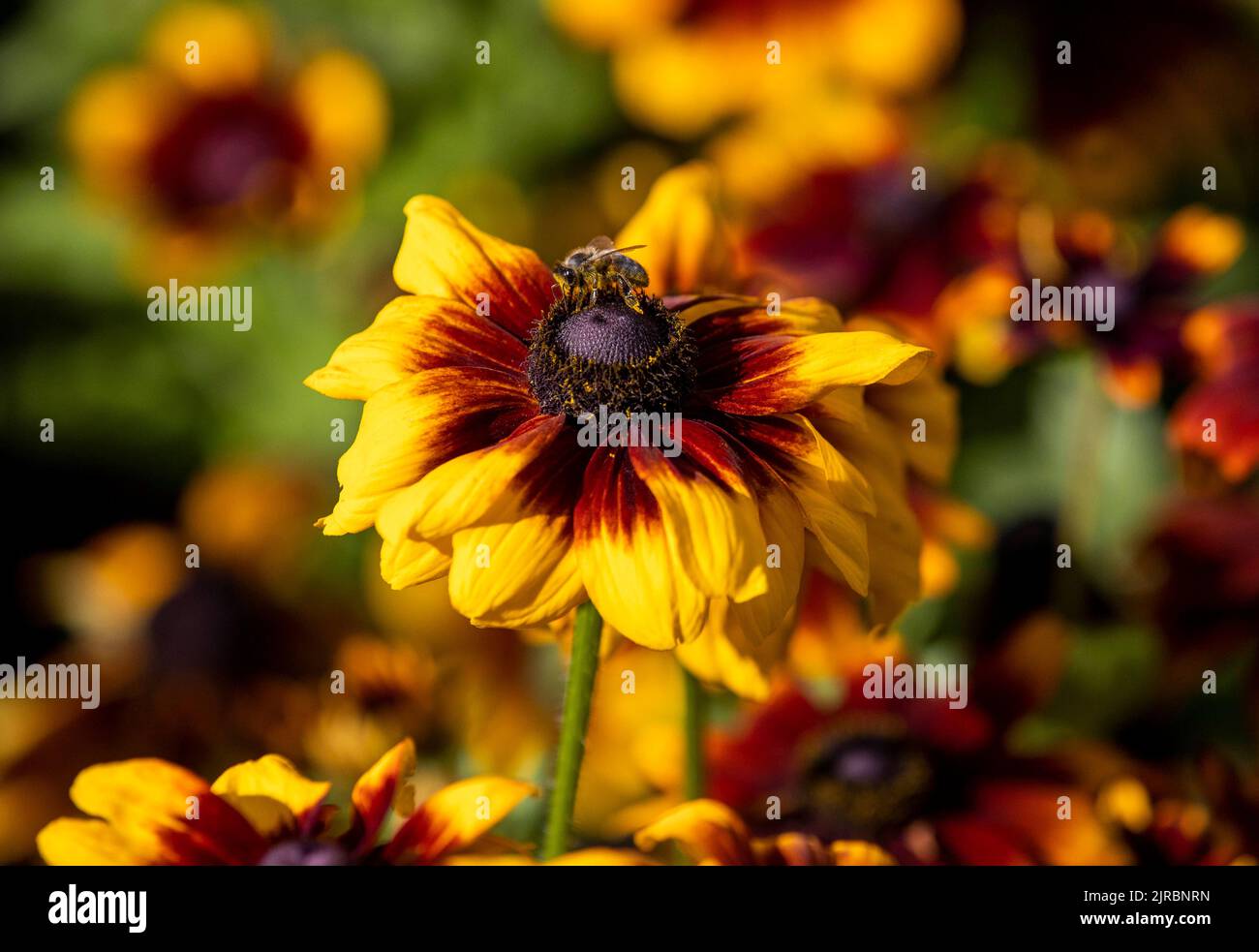 A Patchwork leaf-cutter bee on a Gaillardia plant at the Botanic ...
