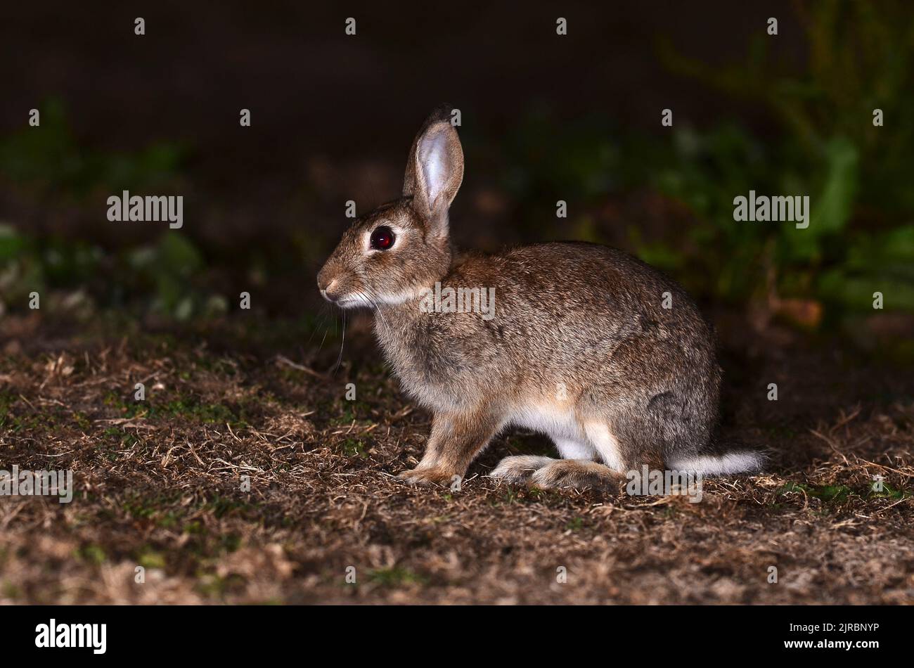 RABBIT Oryctolagus cuniculus Stock Photo - Alamy