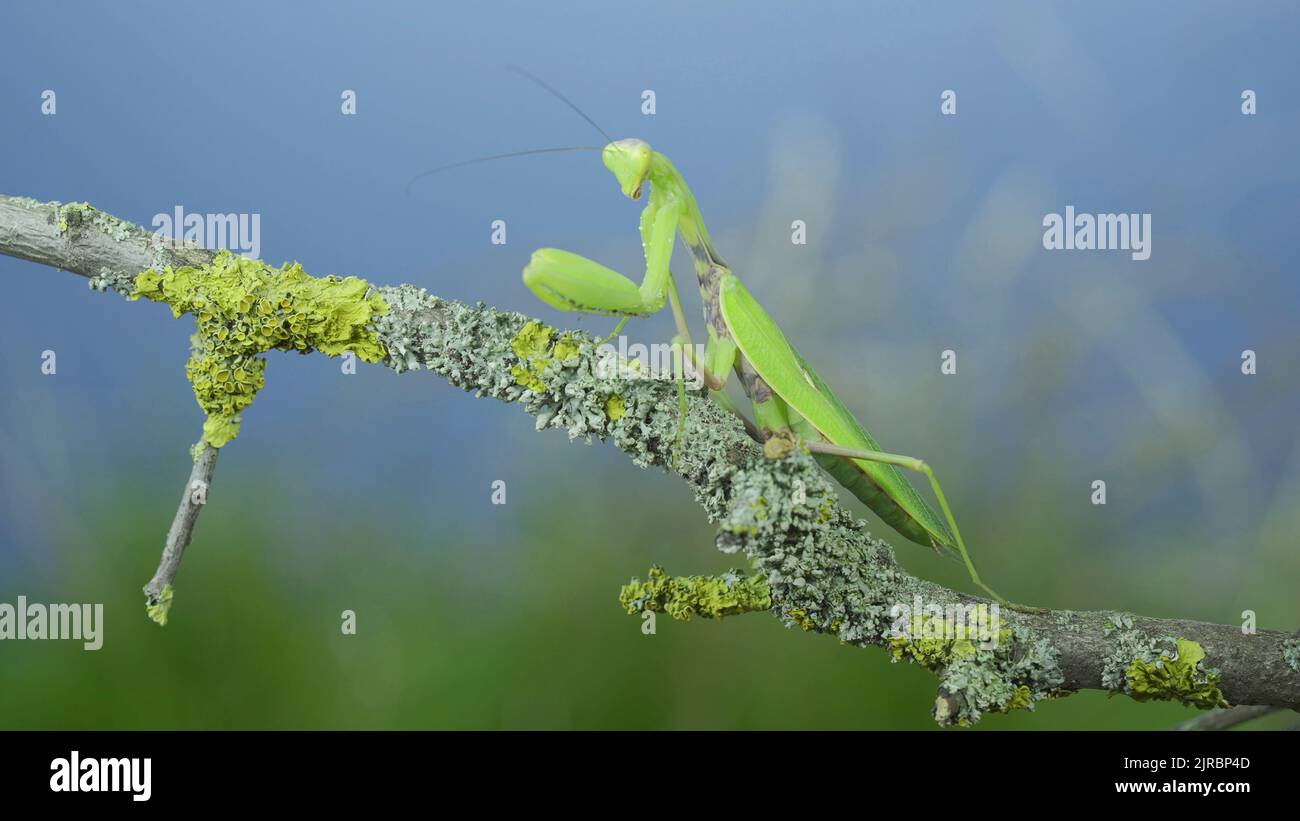 Closeup of Green praying mantis sits on tree branch on green grass and ...