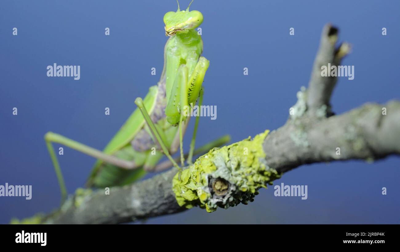 Closeup of Green praying mantis sits on tree branch on green grass and ...