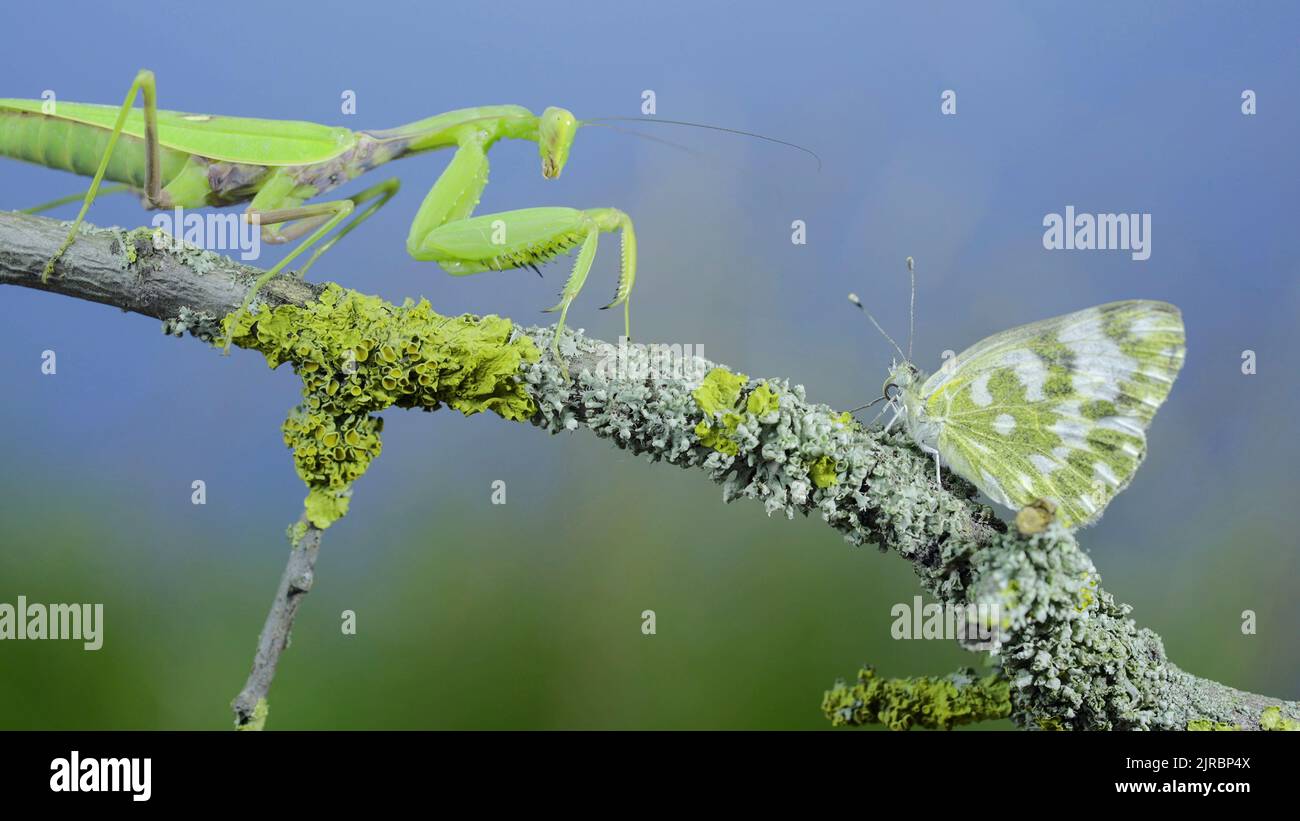 Closeup of Green praying mantis sits on tree branch and looking at on ...