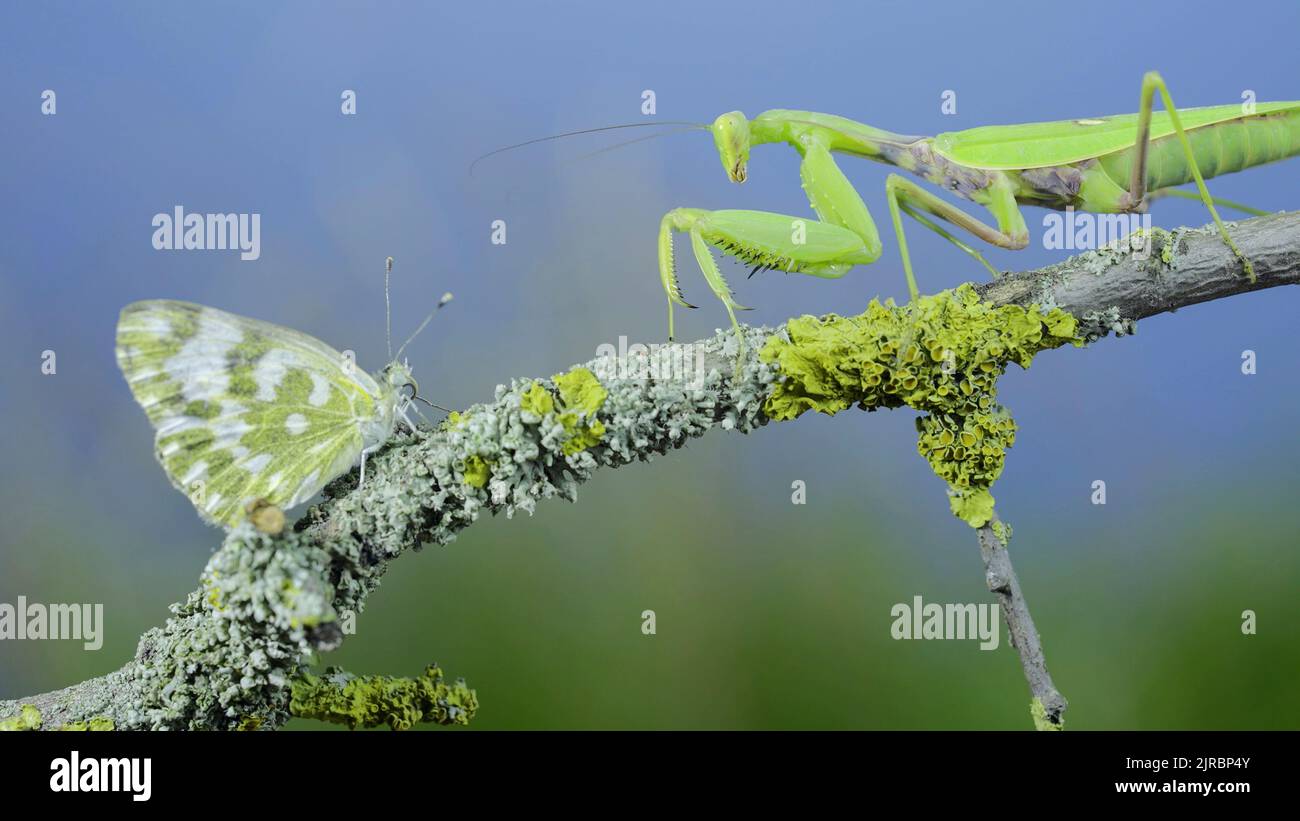 Closeup of Green praying mantis sits on tree branch and looking at on ...