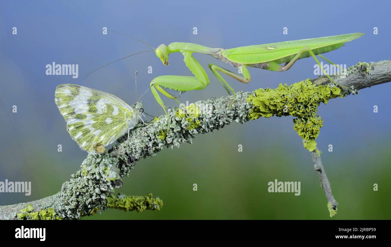 Micro bat insect hi-res stock photography and images - Alamy