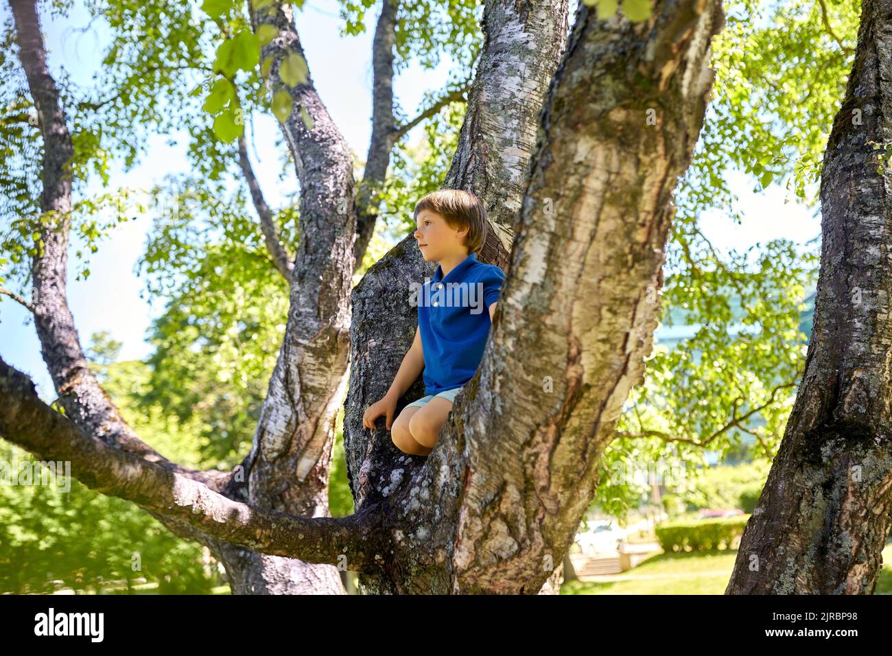 happy little boy climbing tree at park Stock Photo - Alamy