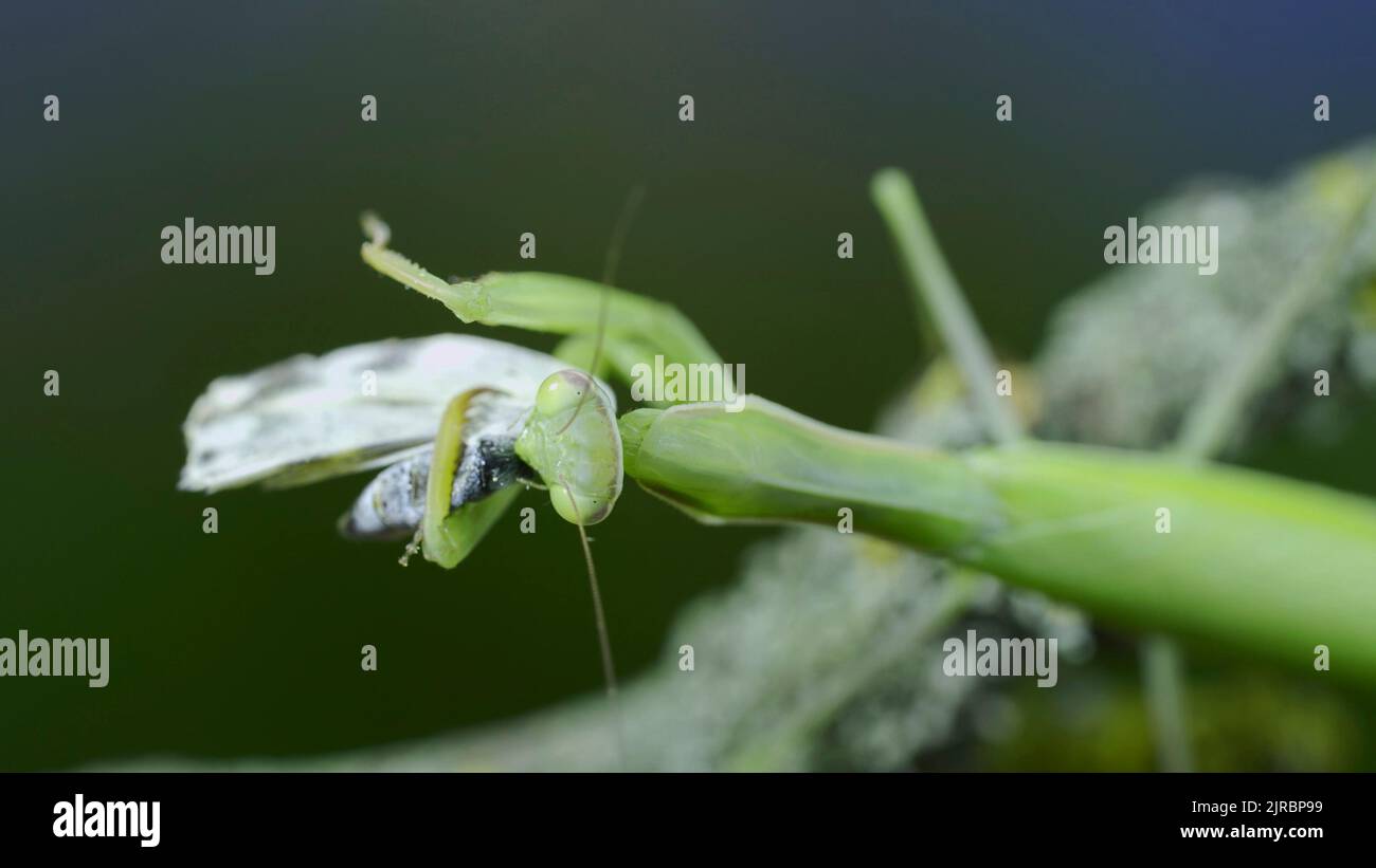 Closeup of Green praying mantis sits on tree branch and eats captured ...