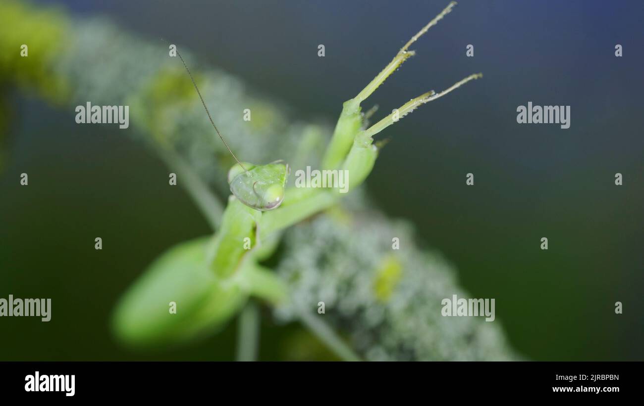 Closeup portrait of Green praying mantis sits on tree branch and looks ...