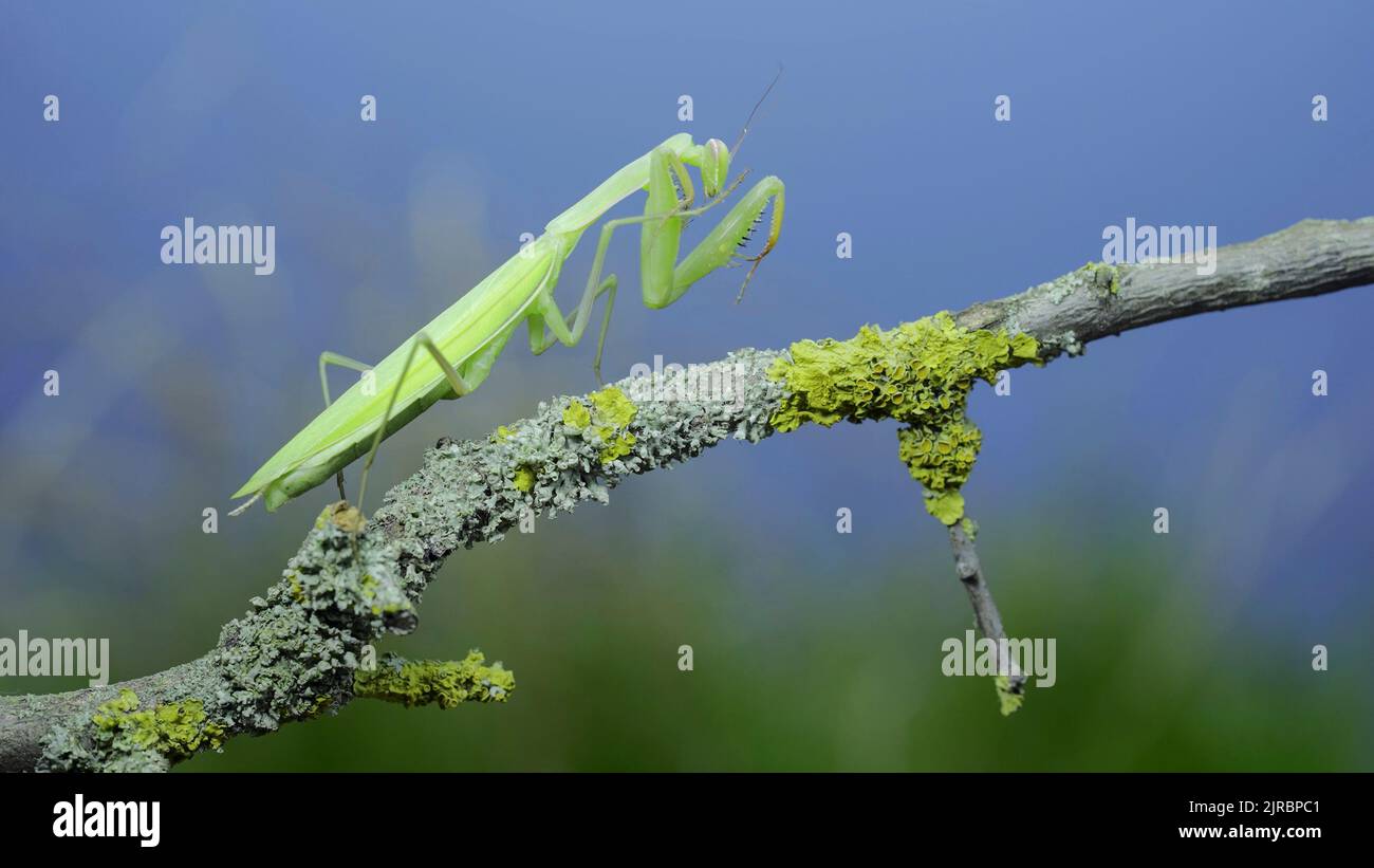 Green praying mantis sits on tree branch and cleans its paws on green ...
