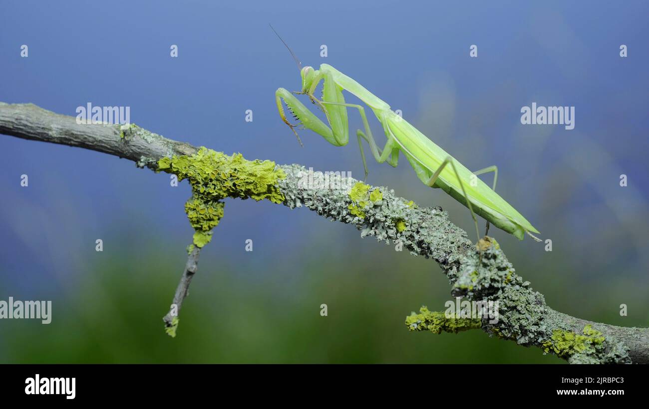 Green praying mantis sits on tree branch and cleans its paws on green ...