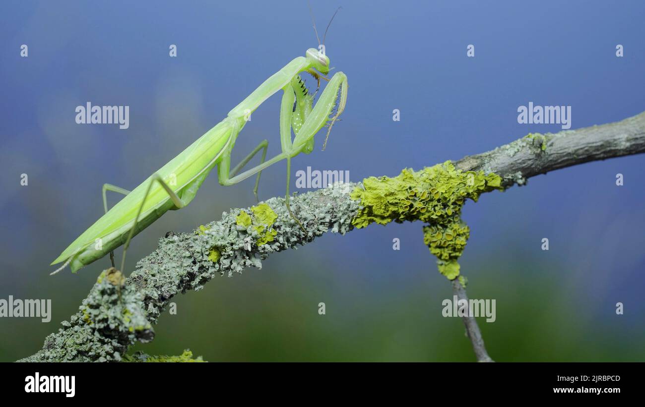 Green praying mantis sits on tree branch and cleans its paws on green ...