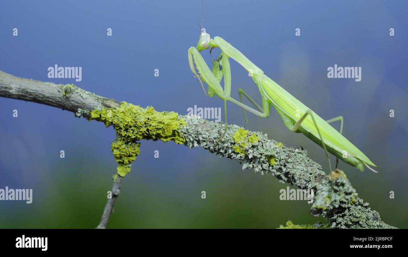 Green praying mantis sits on tree branch and cleans its paws on green ...