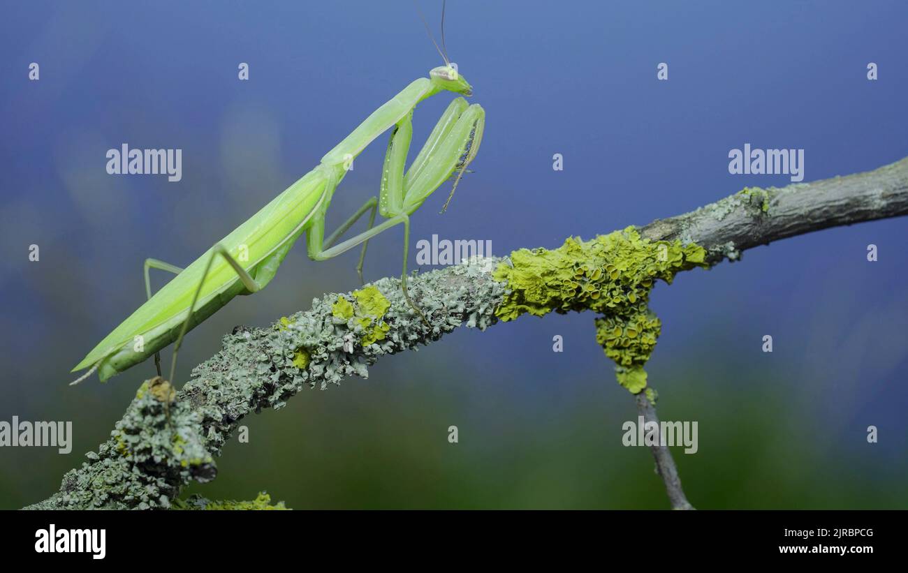 Closeup of Green praying mantis walks along tree branch on green grass ...