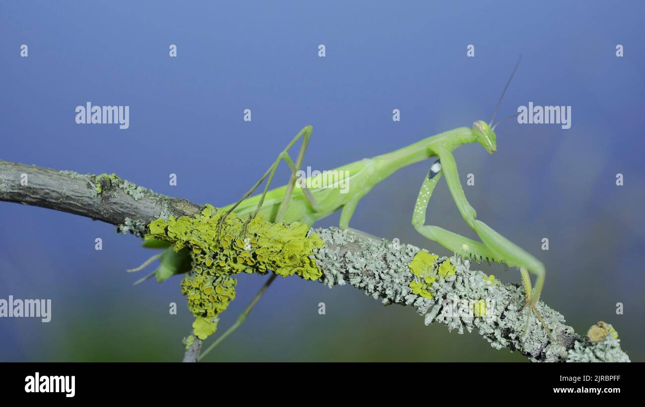 Closeup of Green praying mantis walks along tree branch on green grass ...