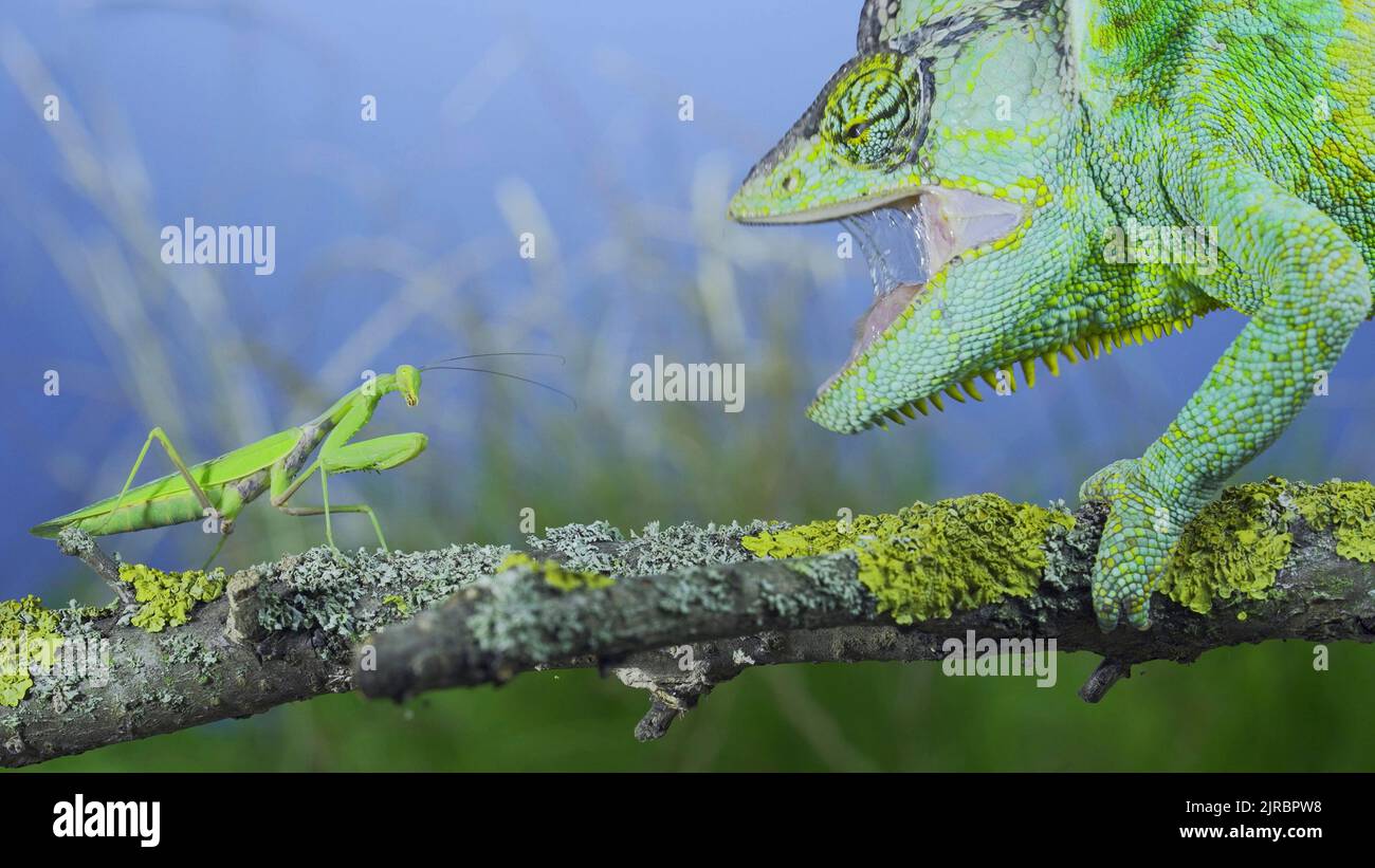 Close-up of mature Veiled chameleon stands with open mouth in front of ...