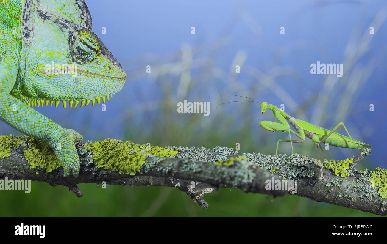 Close-up, Mature green Veiled chameleon looking curiously at praying ...
