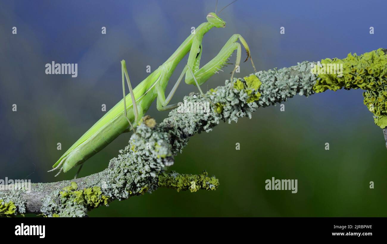 Closeup of Green praying mantis walks along tree branch on green grass ...