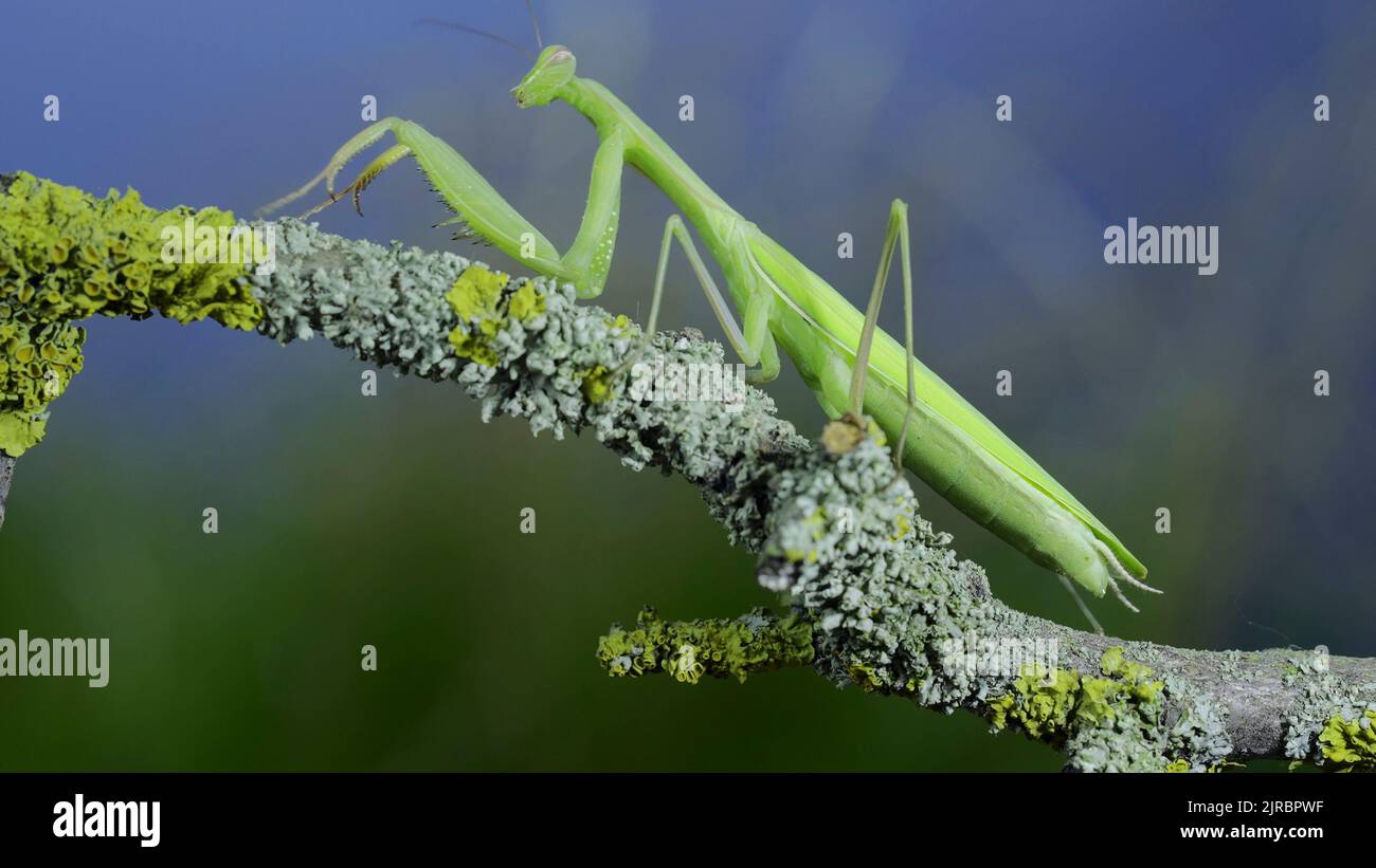 Closeup of Green praying mantis walks along tree branch on green grass ...