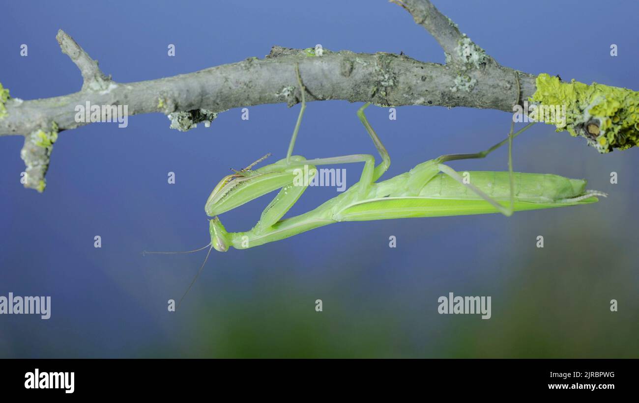 Closeup portrait of Green praying mantis hangs under tree branch on ...