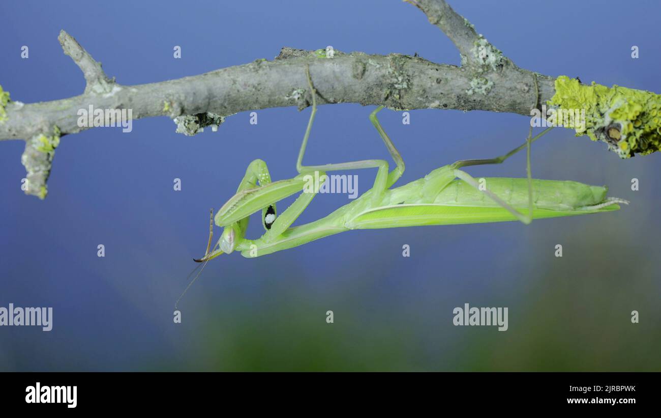 Green praying mantis hangs under tree branch and cleans its paws on ...