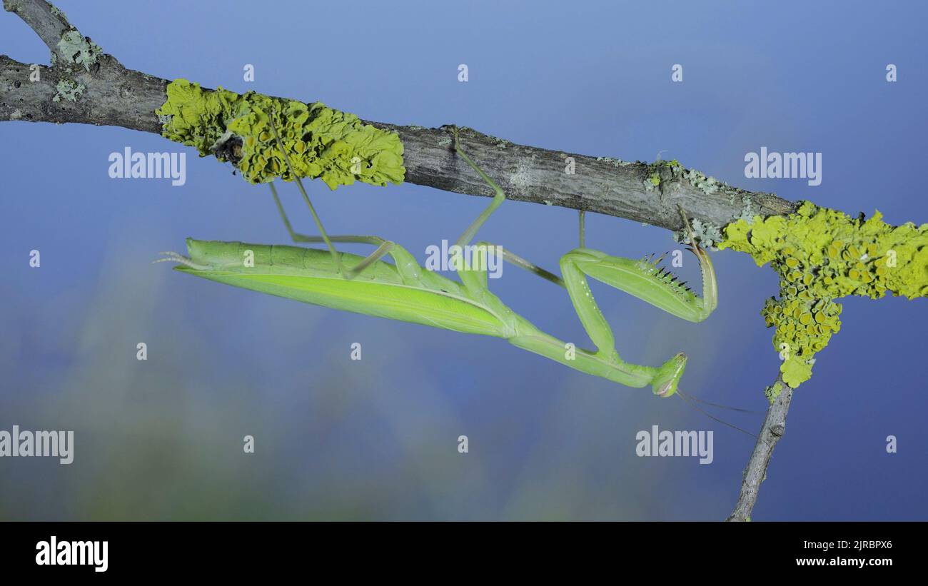 Closeup portrait of Green praying mantis hangs under tree branch on ...