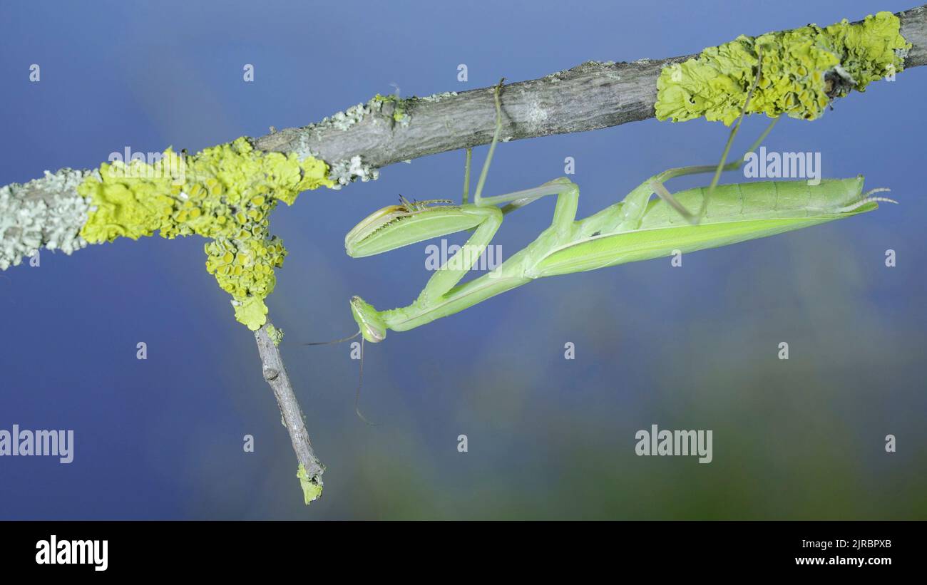 Closeup portrait of Green praying mantis hangs under tree branch on ...
