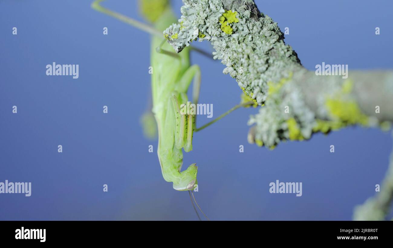 Closeup portrait of Green praying mantis hangs under tree branch and ...