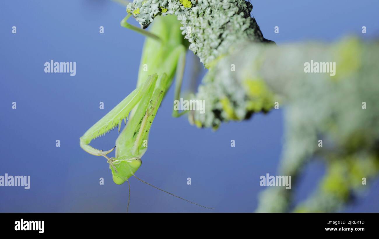Frontal portrait of Green praying mantis hangs under tree branch and ...