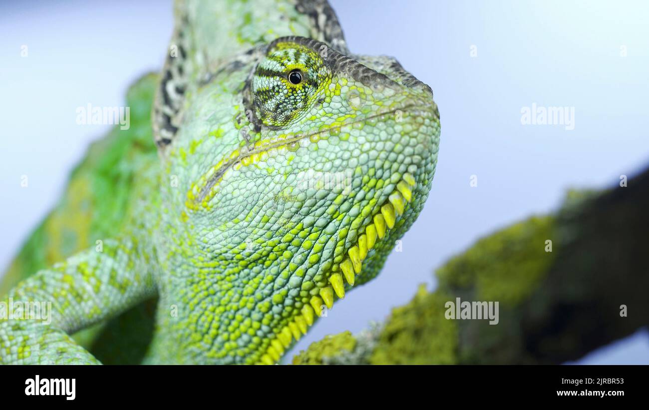Adult green Veiled chameleon sits on a tree branch and looks around, on ...