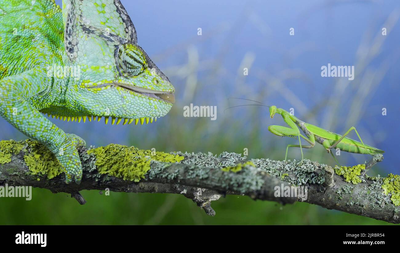 Close-up, Mature green Veiled chameleon looking curiously at praying ...