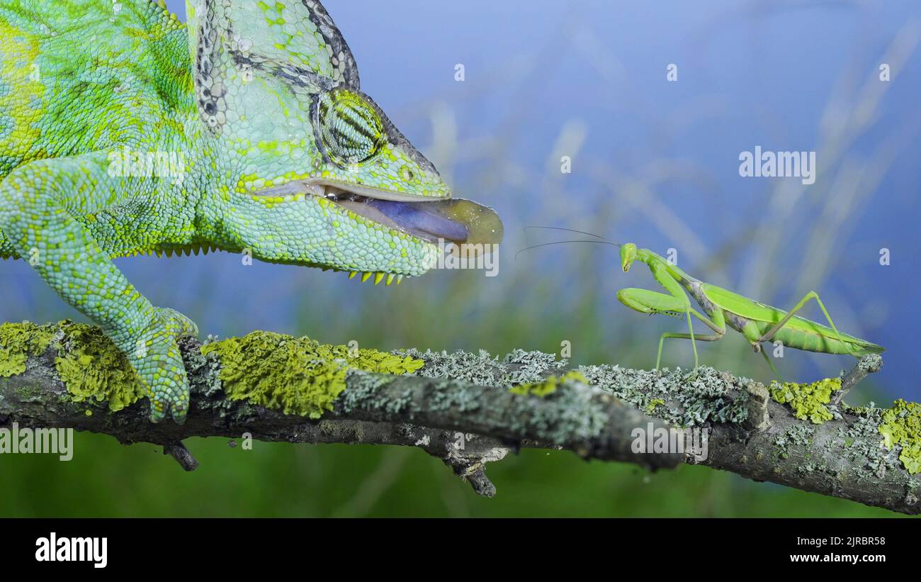 Mantis on hunt adult green hi-res stock photography and images - Alamy