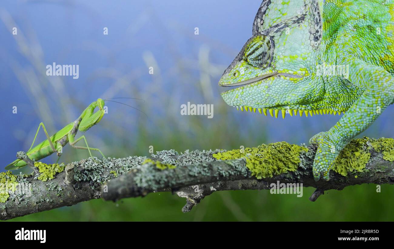 Close-up, Mature green Veiled chameleon looking curiously at praying ...