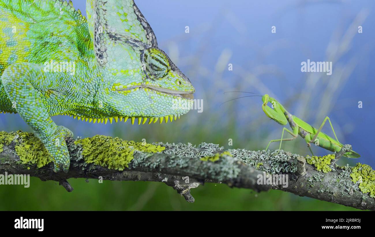 Close Up Mature Green Veiled Chameleon Looking Curiously At Praying Mantis Cone Head Chameleon