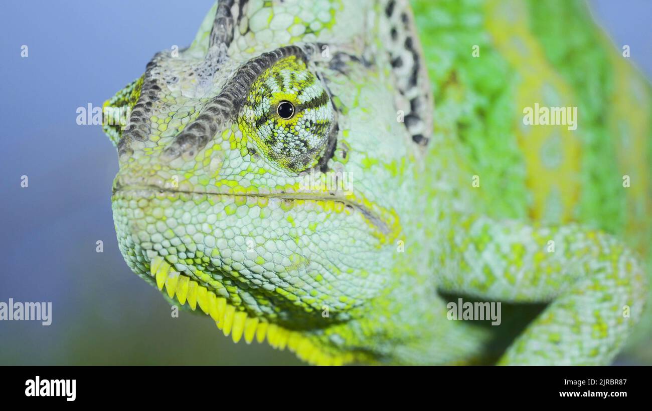 Adult green Veiled chameleon sits on a tree branch and looks around, on ...