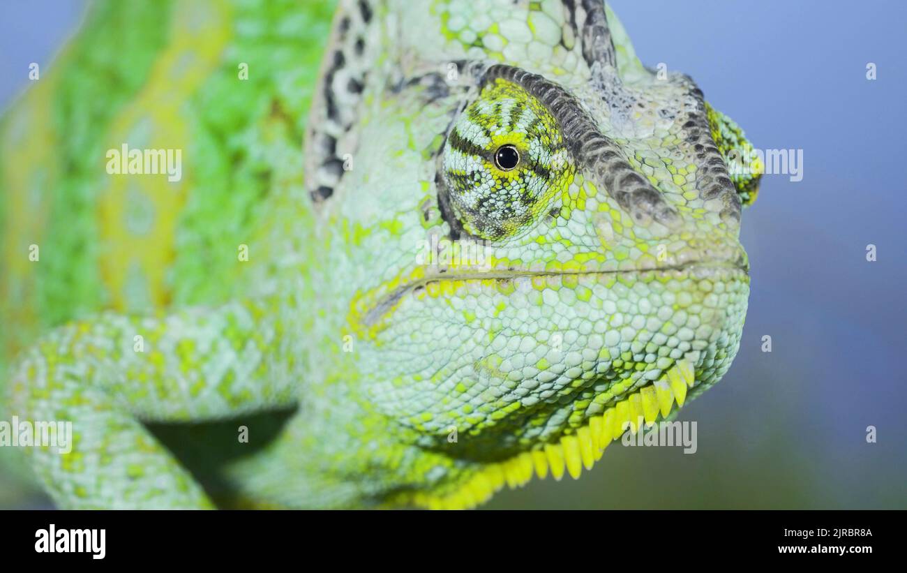 Adult green Veiled chameleon sits on a tree branch and looks around, on ...