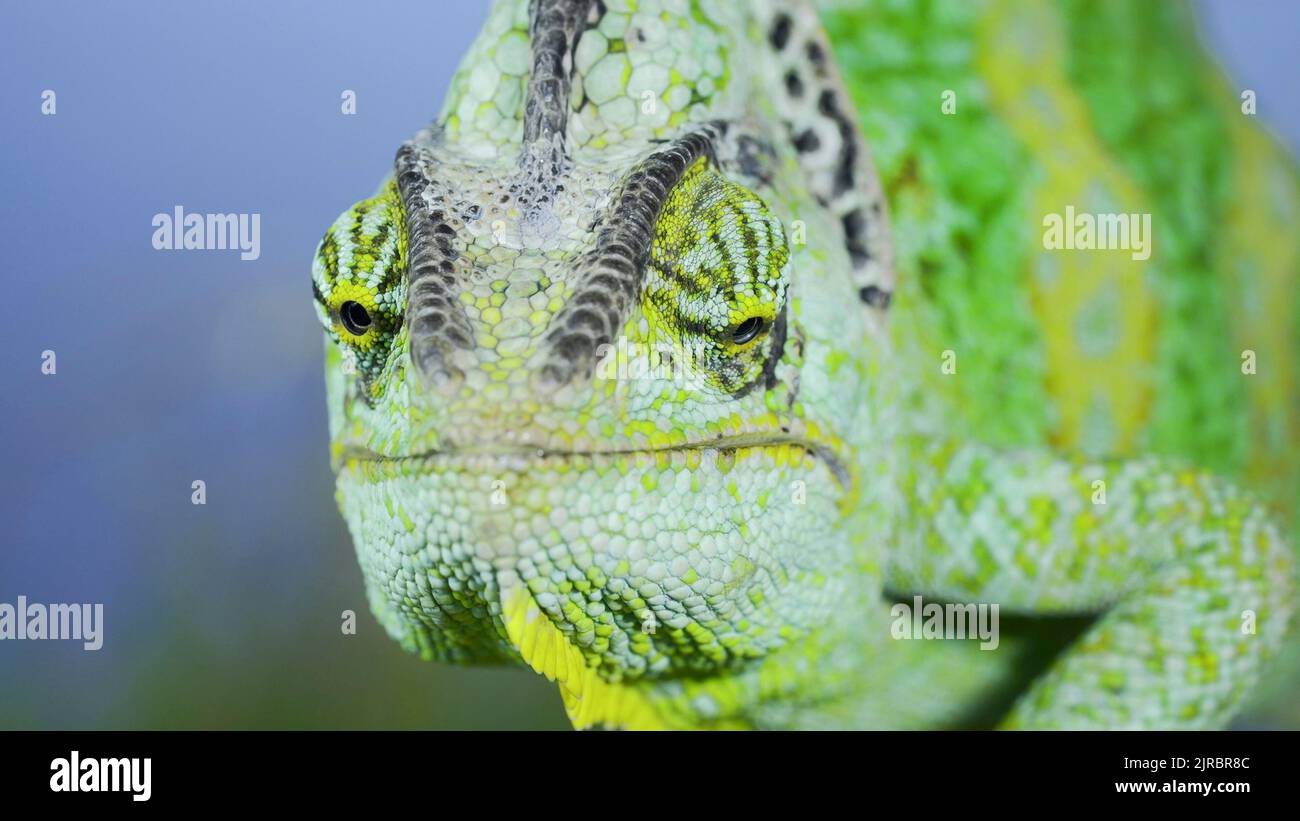 Close-up frontal portrait of adult green Veiled chameleon sits on tree ...